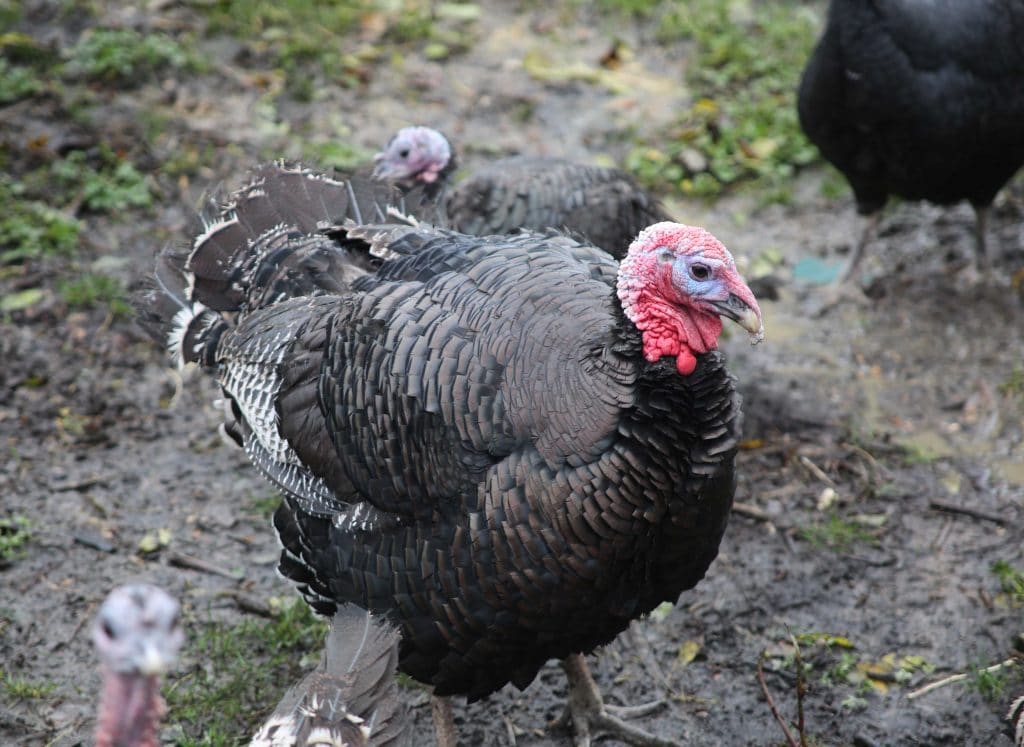 Vines Cross turkey business is a real family affair - The Heathfield News