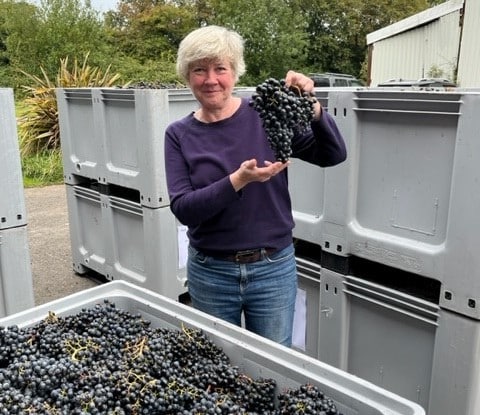 High drama for Off the Line as they get the 2023 harvest in - The ...