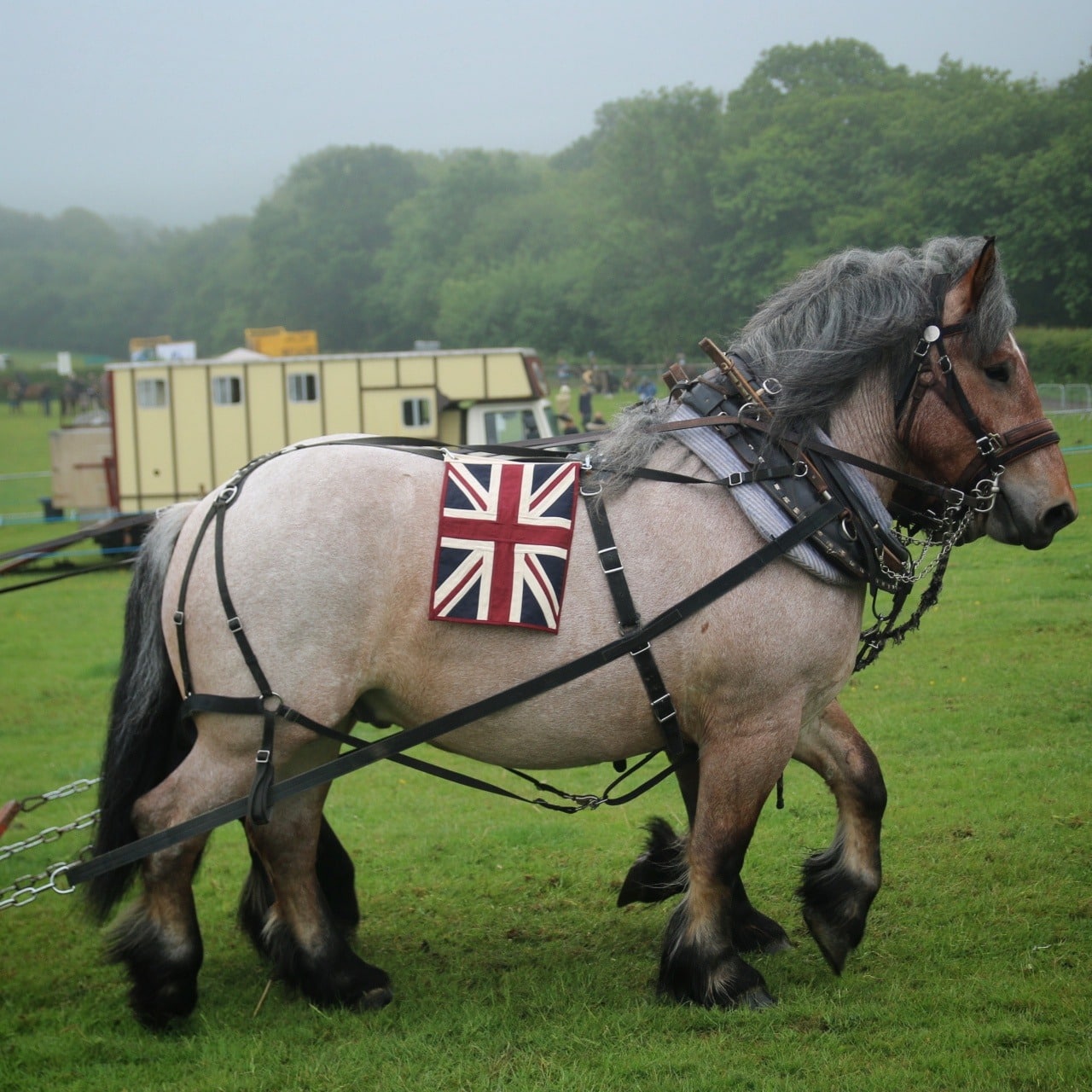 Heathfield celebrates another successful agricultural show day - The ...
