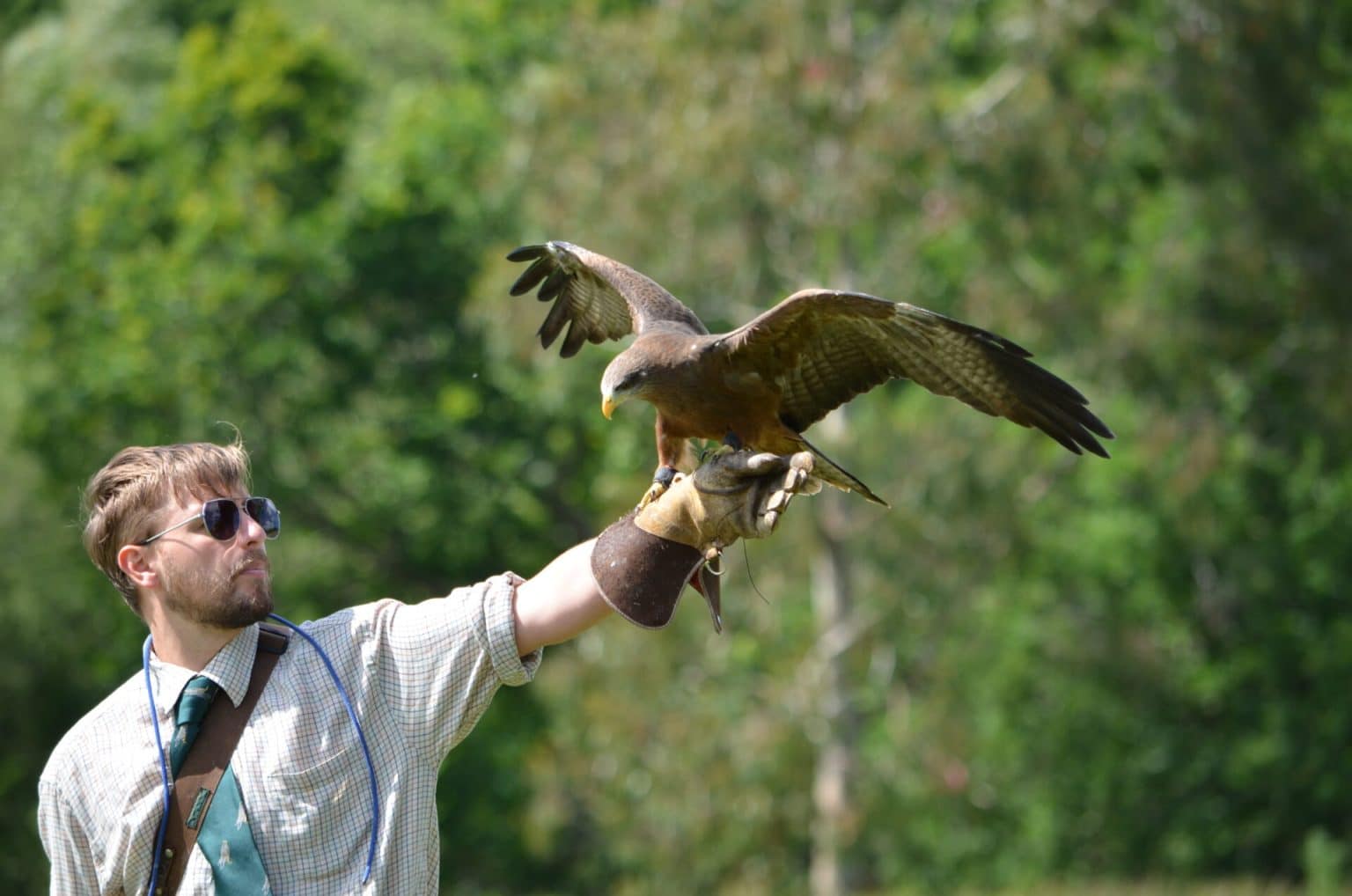 Falconry Displays in August at Herstmonceux Castle Estate - The ...